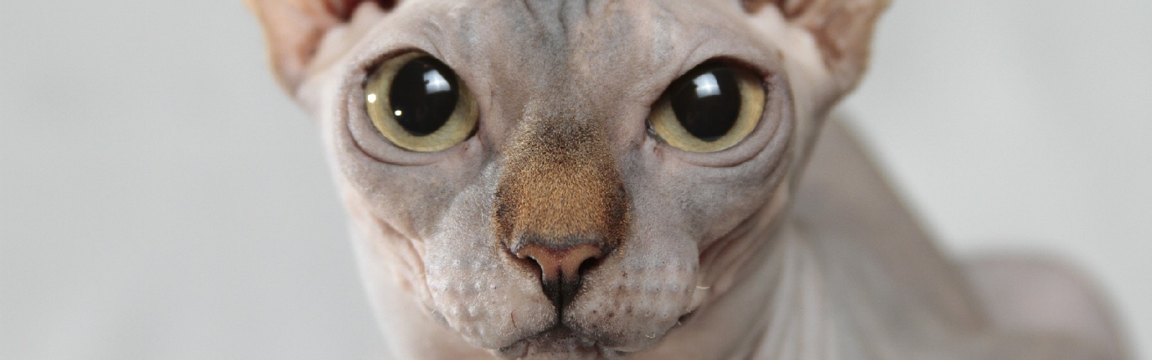 Your Healthy Pet Destination | All Things Woof Meow, Too Inc.