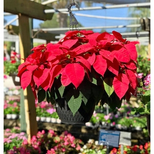 Red Poinsettia Hanging Baskets | MRT Lawn and Garden Center | Port ...