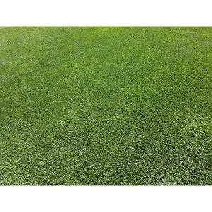 Athletic Turf Mix Adapted To Most Of The USA Great Basin