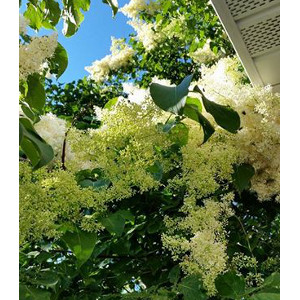 White Japanese Tree Lilac | East River Nursery | Huron, SD