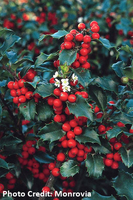 'Blue Princess' Holly | Sawyer Garden Center | Sawyer, MI