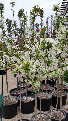 'Firebird' Crabapple Tree | East River Nursery | Huron, SD