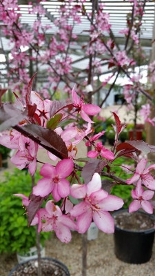 'Royal Raindrops' Flowering Crabapple | East River Nursery | Huron, SD