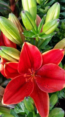 'Tiny Rocket' Asiatic Lily by Growing Colors | East River Nursery ...