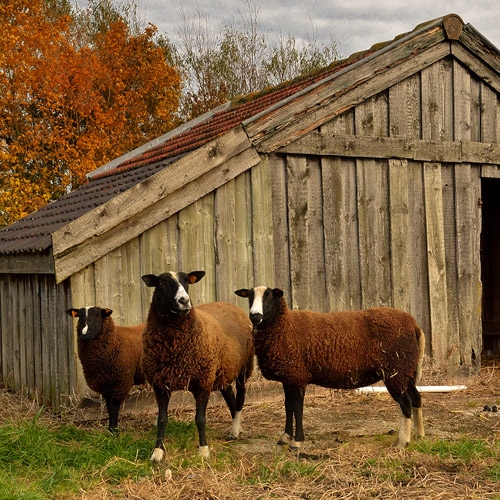 Product Catalog, Powder River, Triple Crown, Purina, LMF, Fencing ...