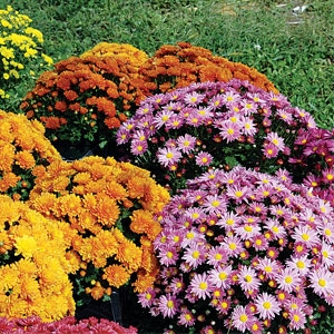 Mums | HC Summers Feed & Supply - Jefferson, MD