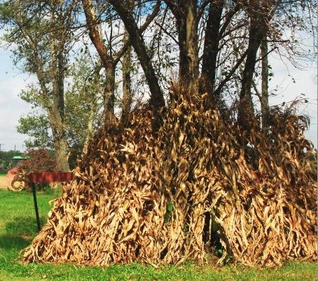 Corn Stalks | Family Farm & Garden
