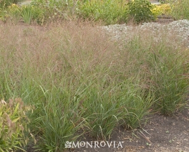 'Shenandoah Switch' Grass | East River Nursery | Huron, SD