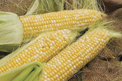 Locally Grown Sweet Corn | Sawyer Garden Center | Sawyer, MI