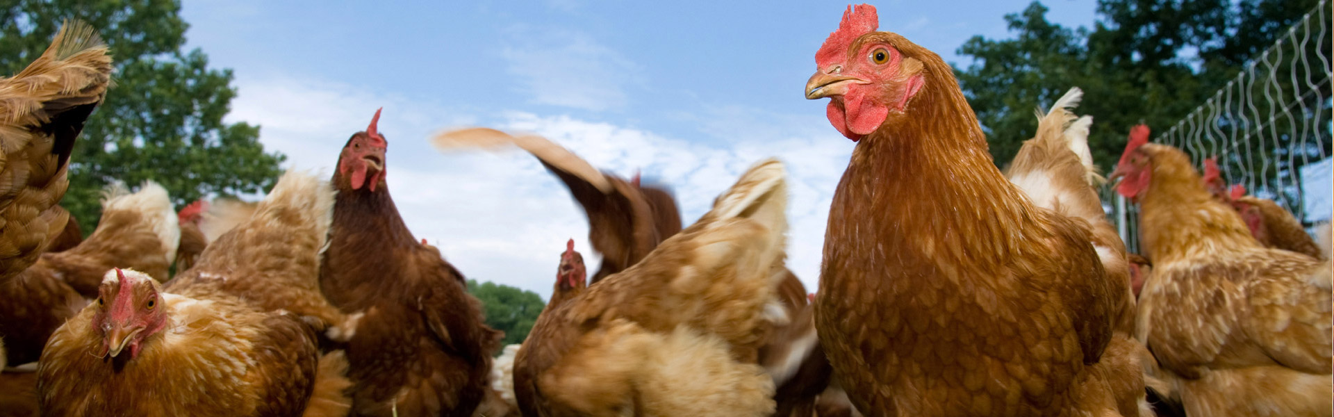 Rosedale Mills | America's Country Store | Rosedale Mills - Pennington, NJ