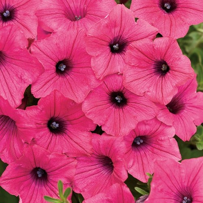 Supertunia 'Vista Fuchsia' Petunia | East River Nursery | Huron, SD