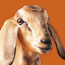 The Circular Health Check for Goats | Ludwig's Feed Store