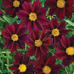 Coreopsis Mercury Rising | East River Nursery | Huron, SD