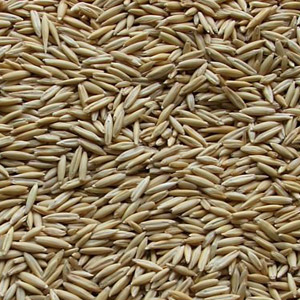 Oat Seed | Family Farm & Garden