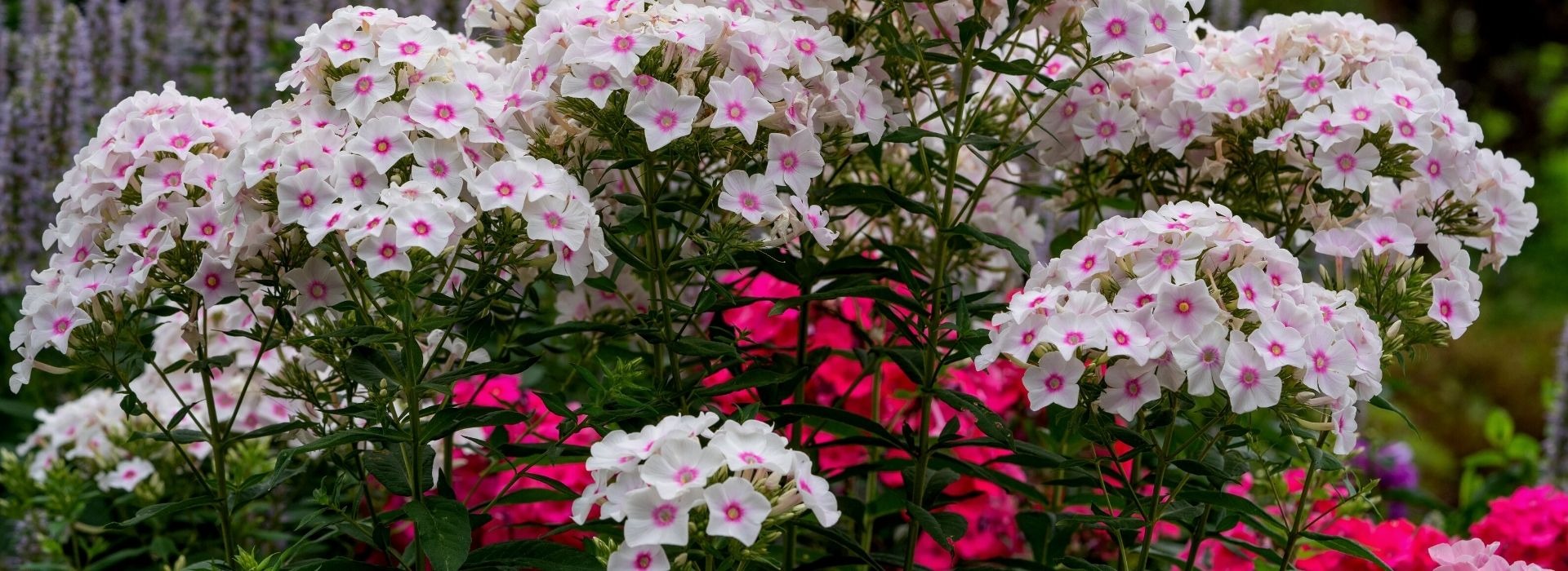 Garden Center Hanson MA, Gardening Supplies, Firewood, Annual ...