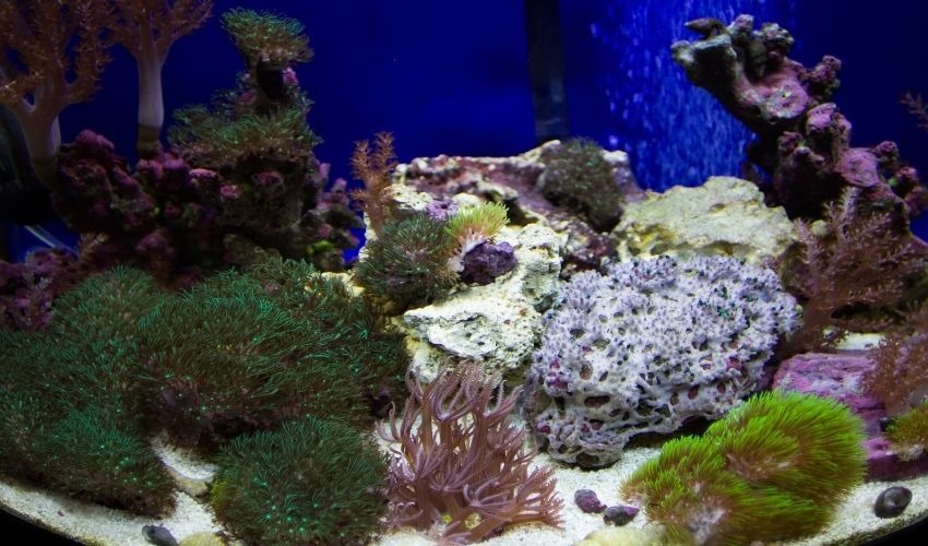 How to Take Care of Coral in a Home Aquarium | The Farmyard Store ...