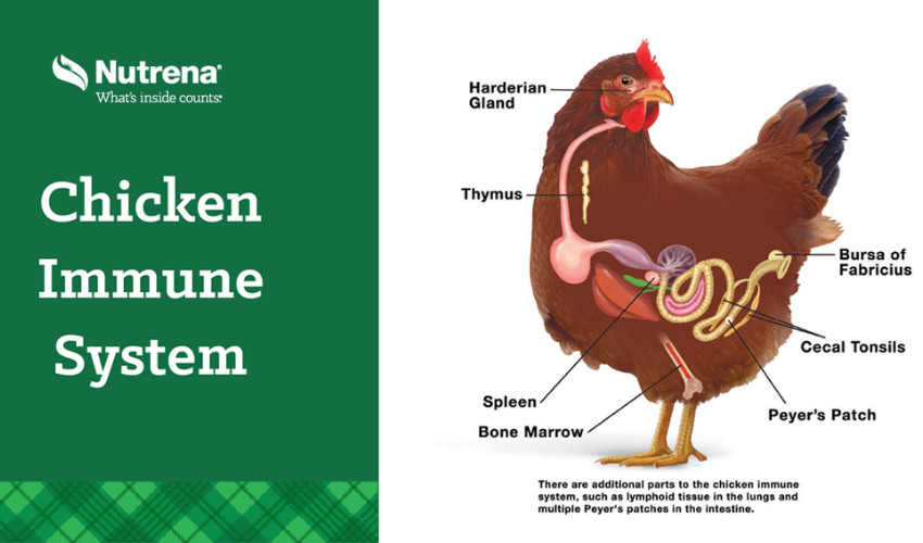 The Chicken Digestive System and Immune System: An Important ...