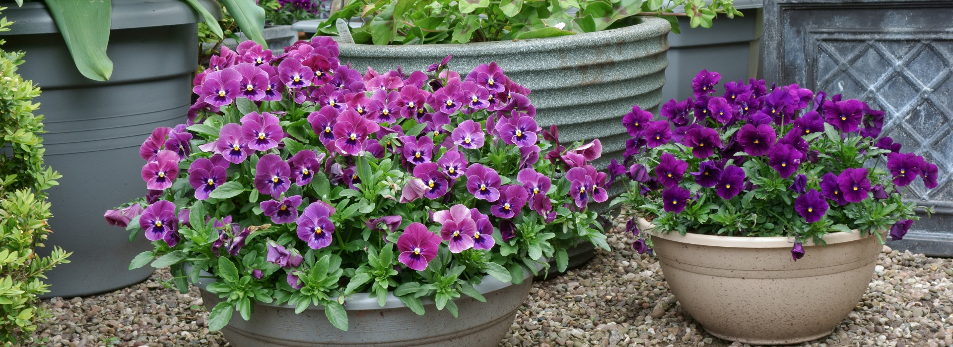 Garden Center Hanson MA, Gardening Supplies, Firewood, Annual ...