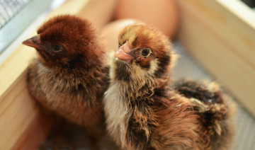 Sick Baby Chick Symptoms and Care | Mountain Valley Country Store ...