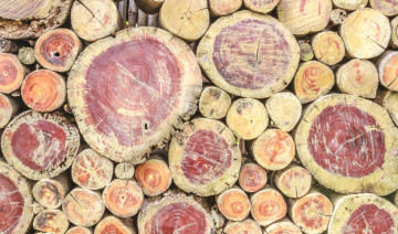 Wood Basics | Pine Cone Lumber