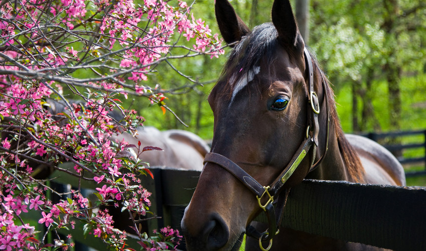 Guiding Your Equine Companion through Spring's Transition: A Seasonal ...