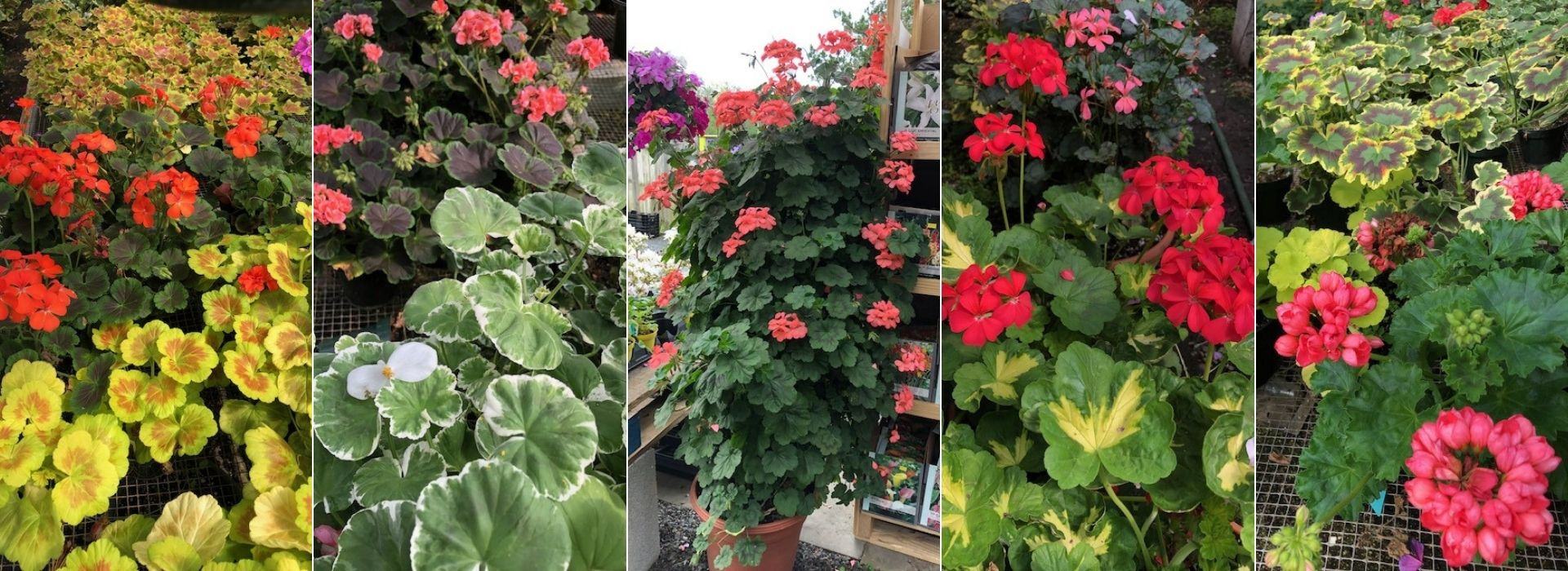 Home | Stony Brook Gardens | Pennington, NJ