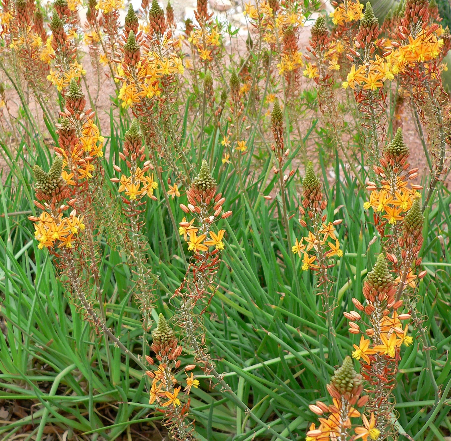 Bulbine | Shoal Creek Nursery LLC | Austin, TX