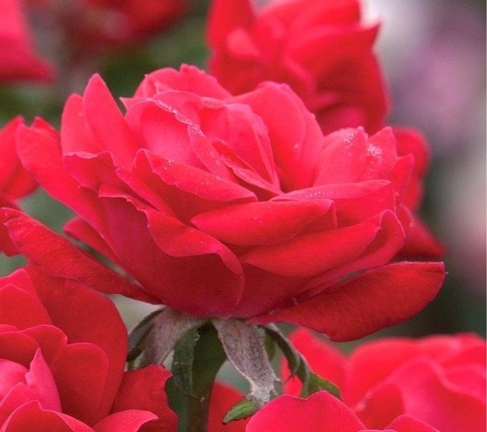 Garden Centers in Michigan, Michigan Nursery, Michigan Plant Nursery ...