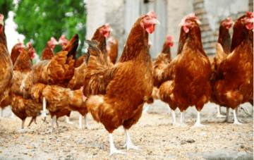 Departments Reubinsville Farmers Feed Mill | Portland, TN