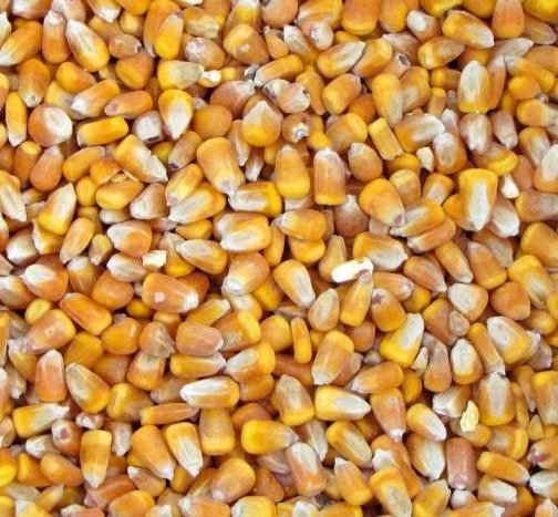 Shelled Corn 50lb | Knisley's Pet & Farm Center