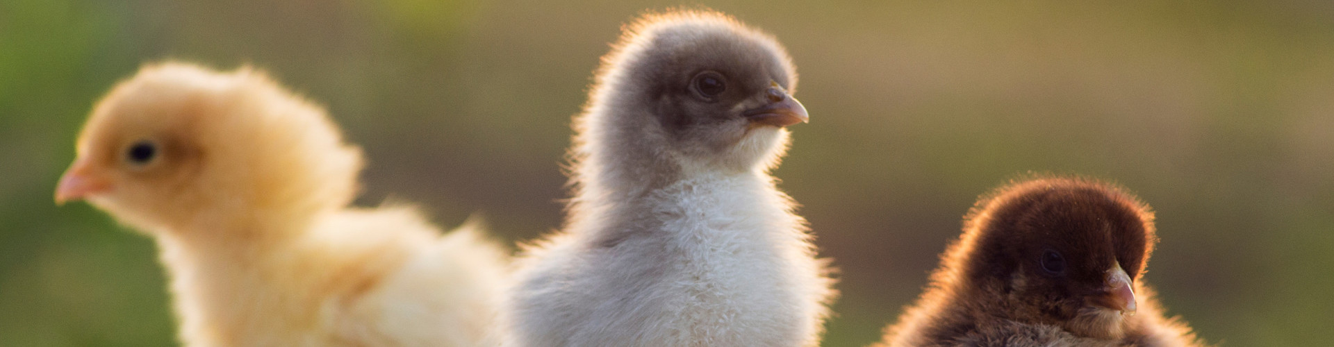 Talmage Farm Agway, Riverhead store, home brewing equipment LI ...