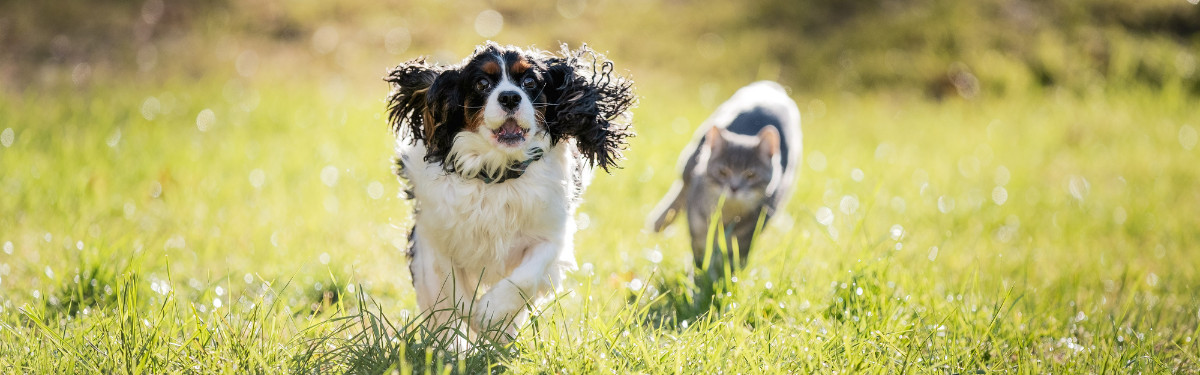 Your Healthy Pet Destination | All Things Woof Meow, Too Inc.