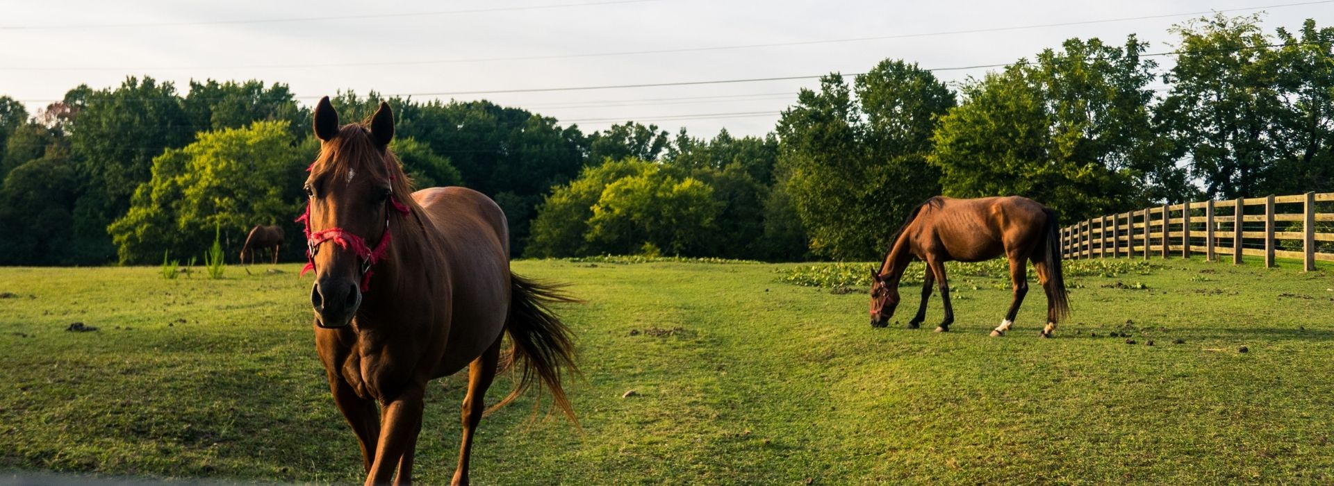 Your Family-Owned Pet, Garden, Farm, and Home Center - Mechanicsburg ...
