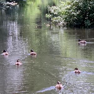 Shoudio » T-kruising by ivn2071