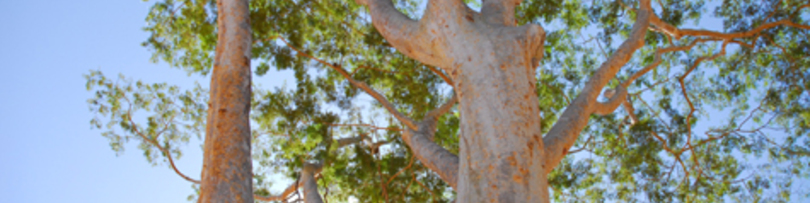 Angico Liso – Green Nation