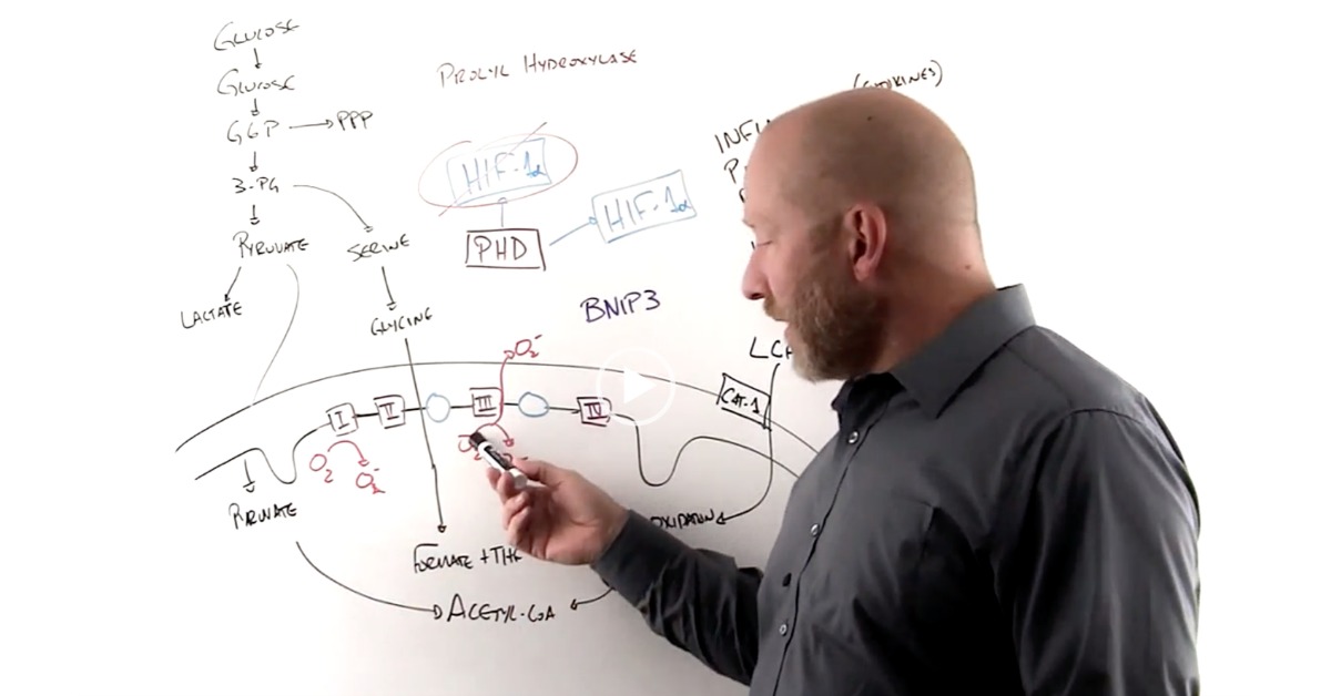 Mitochondria: More Than a Powerhouse [transcript] | Nourish Balance Thrive