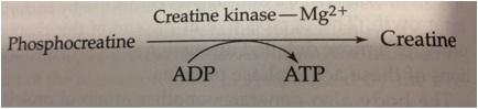 Why and How You Should Supplement with Creatine and Beta-Alanine ...