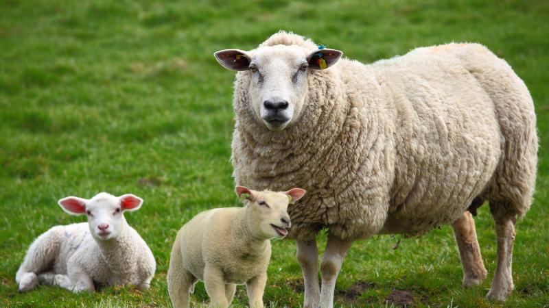 NRIPage | Articles | No foul play suspected in Fremont sheep remains ...