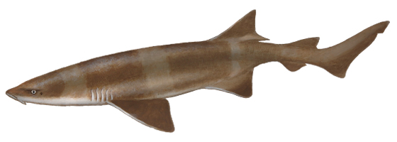 Brown catshark - Alchetron, The Free Social Encyclopedia