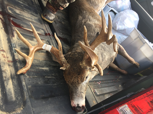 Deer hold the advantage so far this season | News, Sports, Jobs ...