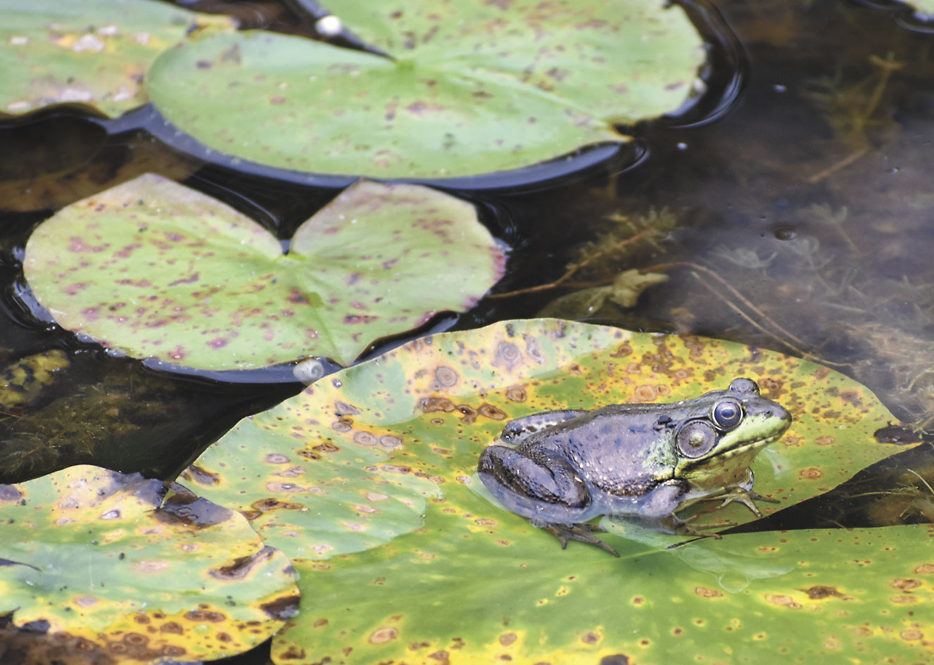 It’s raining frogs and toads | News, Sports, Jobs - The Daily news