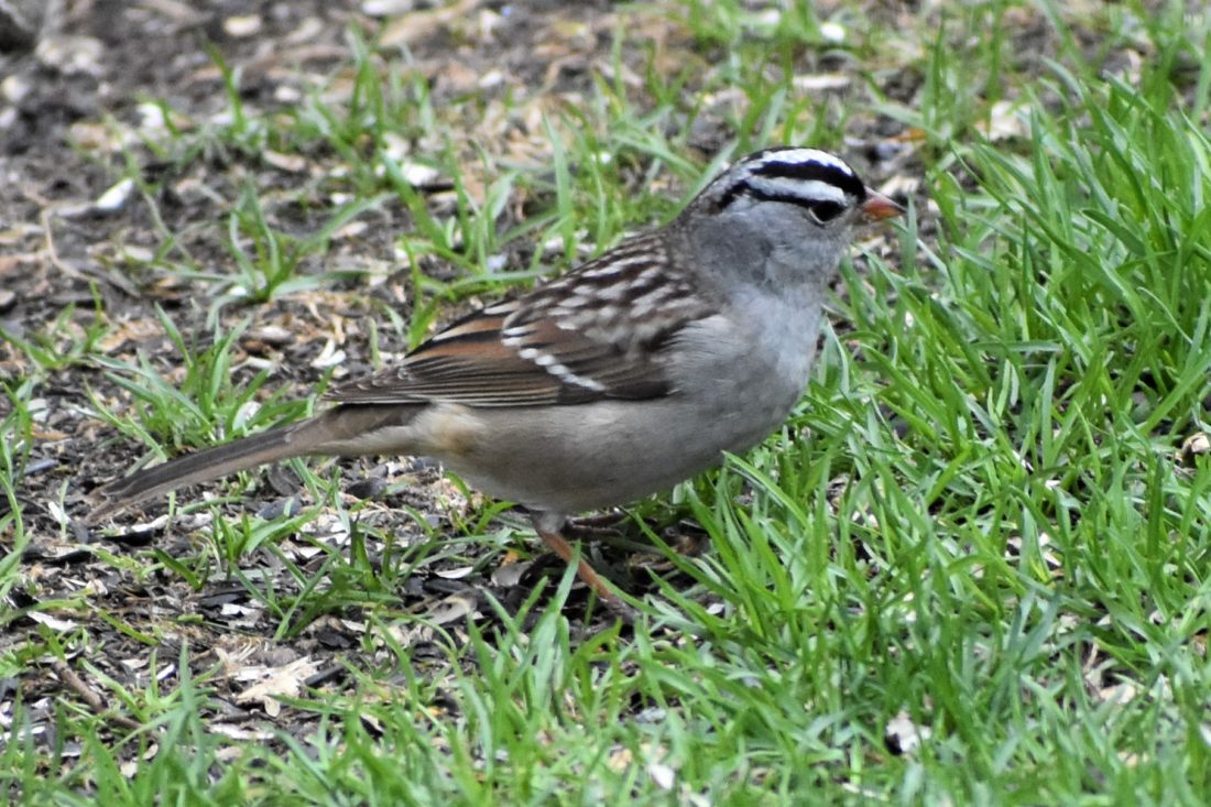Six local sparrow species — which is which? | News, Sports, Jobs - The ...