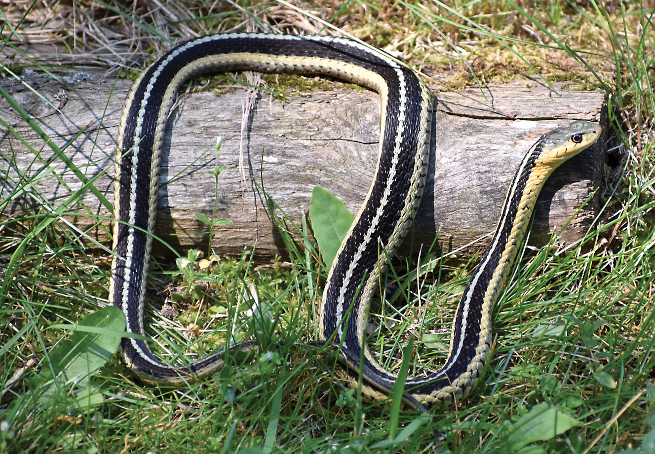 UP snakes — harmless and beneficial | News, Sports, Jobs - The Daily news