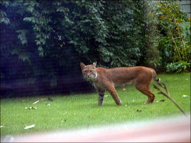 Bobcat family seen in neighborhood | News, Sports, Jobs - Lawrence ...