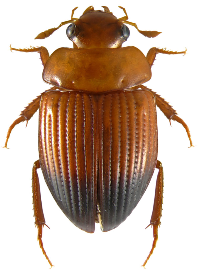KU researcher discovers 20 species of water beetles in Suriname | News ...