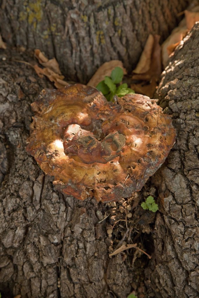 Conks on trees a sign of internal decay | News, Sports, Jobs - Lawrence ...
