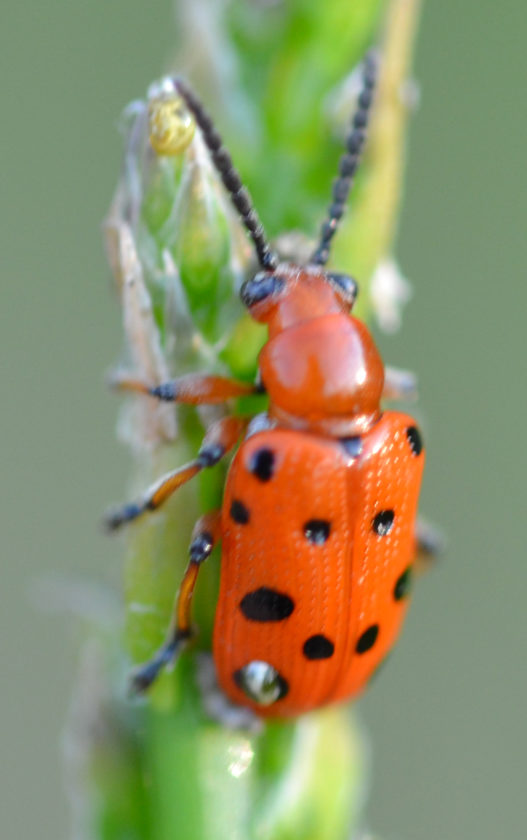Garden insects are a work of art | News, Sports, Jobs - The Express