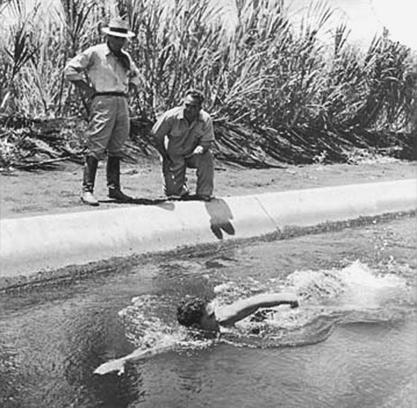 Legendary story about Maui swim coach, ditch kids now a screenplay ...