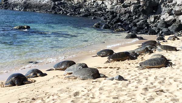 Turtles sun themselves at Hookipa | News, Sports, Jobs - Maui News