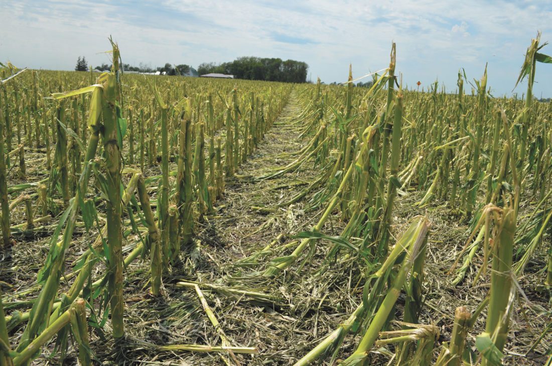 Storms, lack of rain hit crops | News, Sports, Jobs - Messenger News